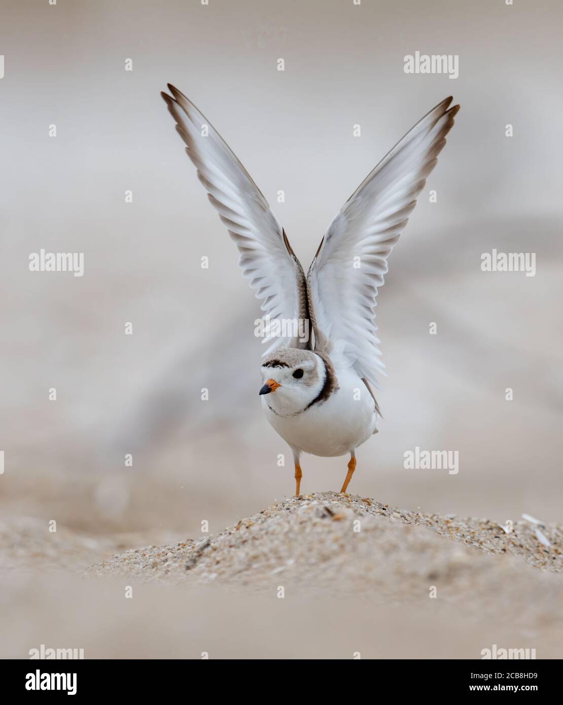 Piping Plover on the Beach Stock Photo - Alamy