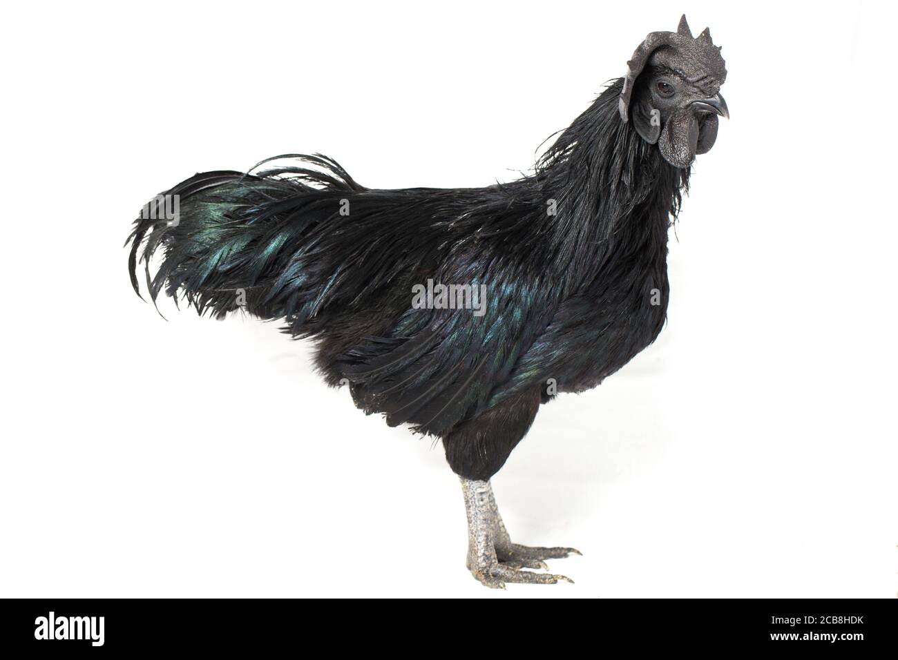 Black Rooster Ayam Cemani Chicken isolated on white background Stock ...