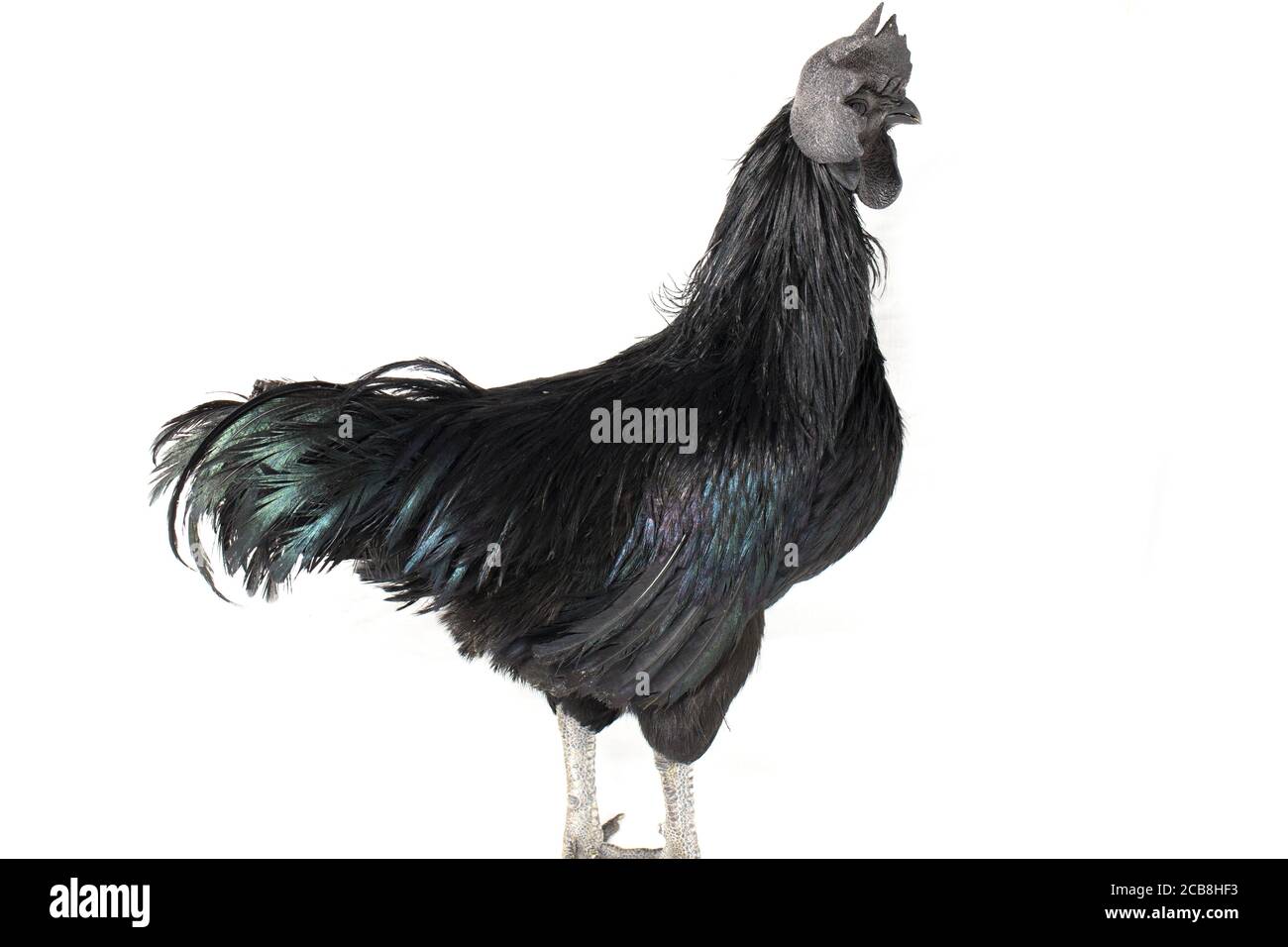 Black Rooster Ayam Cemani Chicken isolated on white background Stock ...