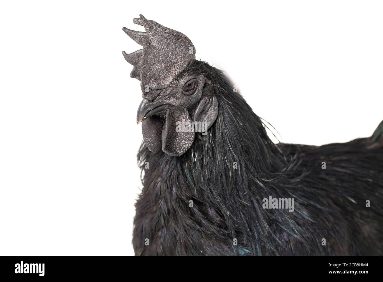 Black Rooster Ayam Cemani Chicken isolated on white background Stock ...
