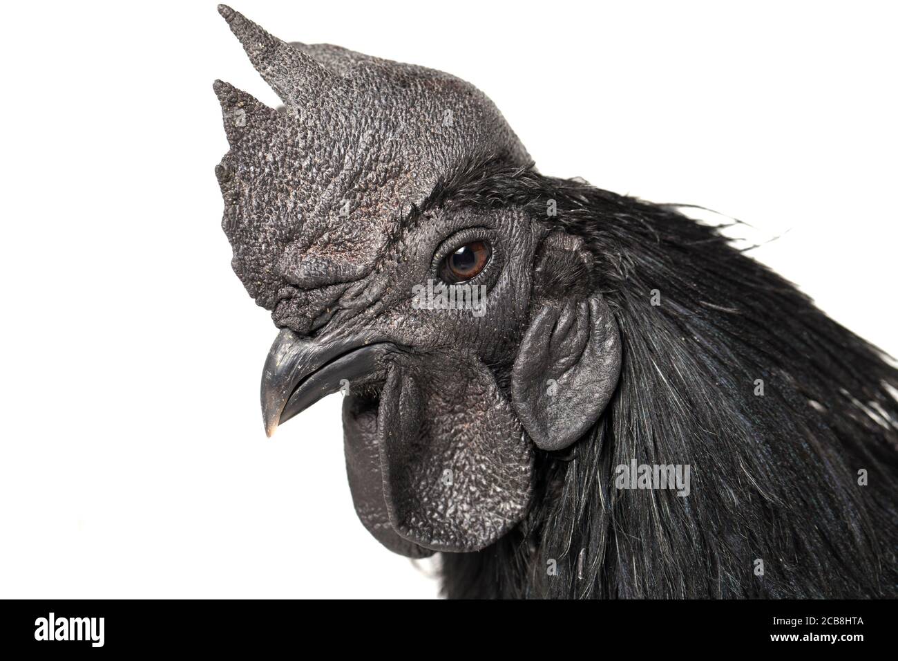 Black Rooster Ayam Cemani Chicken isolated on white background Stock ...