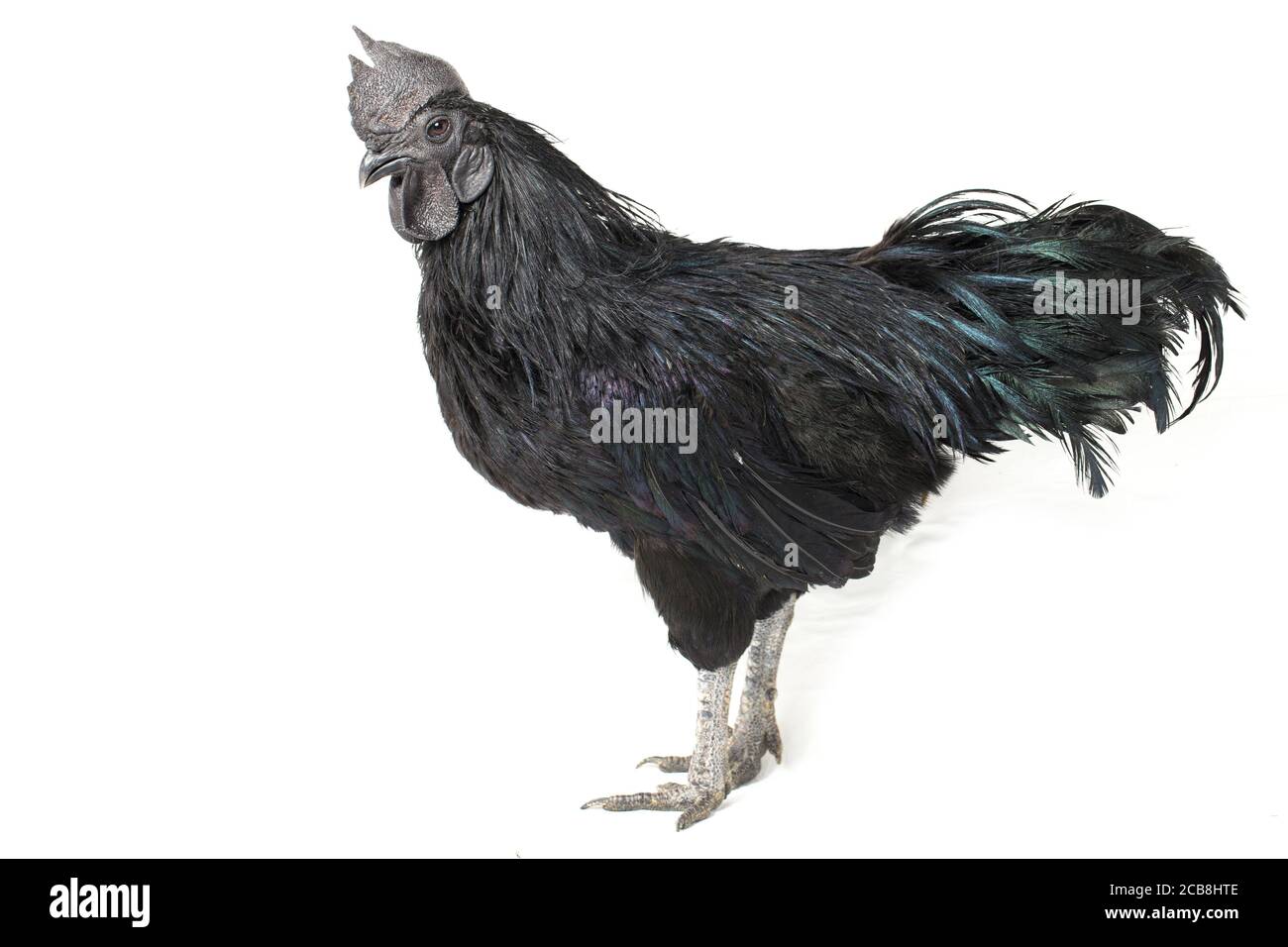 Black Rooster Ayam Cemani Chicken isolated on white background Stock ...