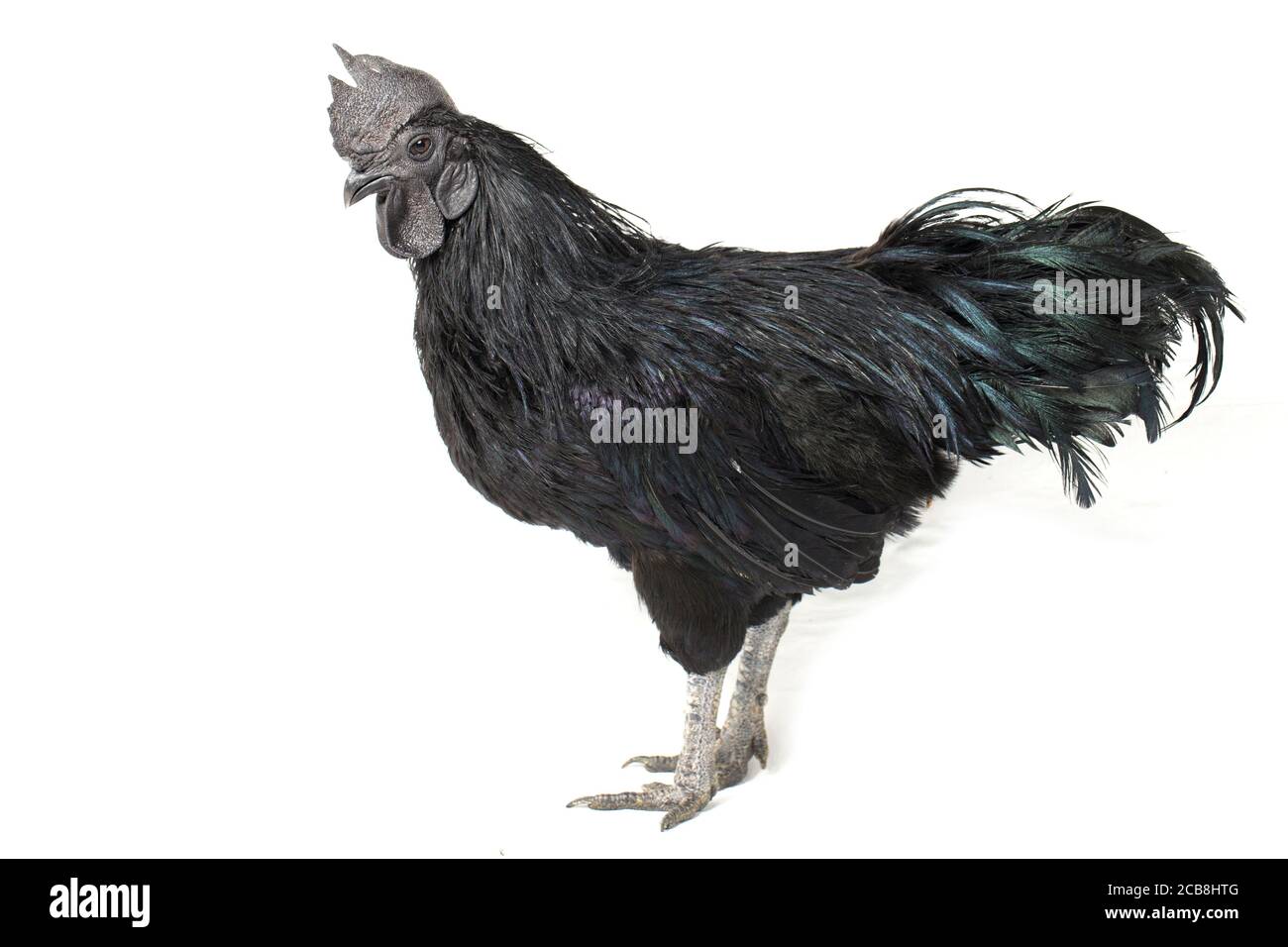Black Rooster Ayam Cemani Chicken isolated on white background Stock ...