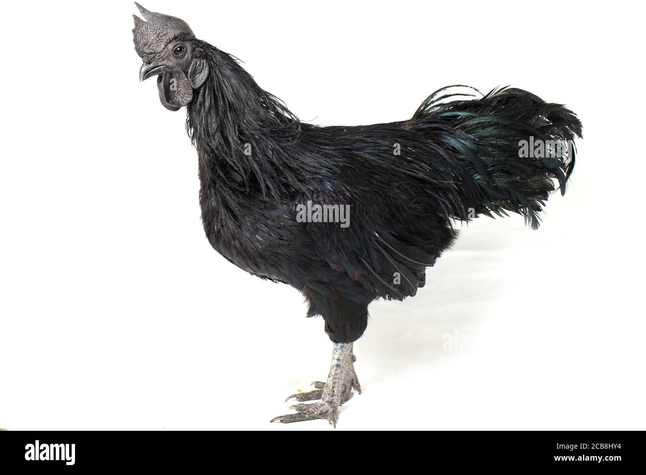Black Rooster Ayam Cemani Chicken isolated on white background Stock ...