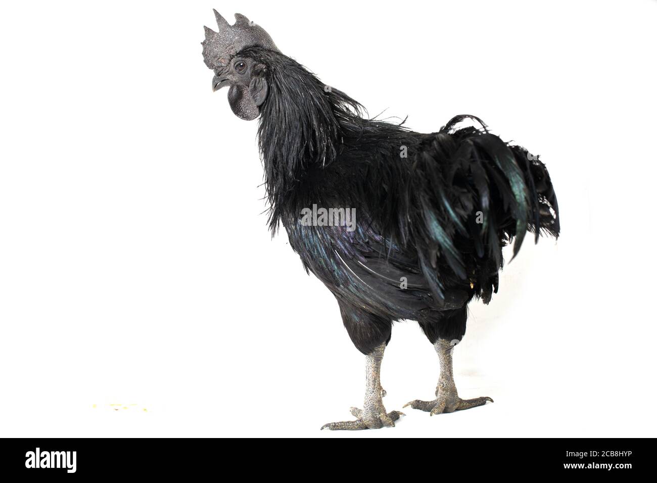 Black Rooster Ayam Cemani Chicken isolated on white background Stock ...