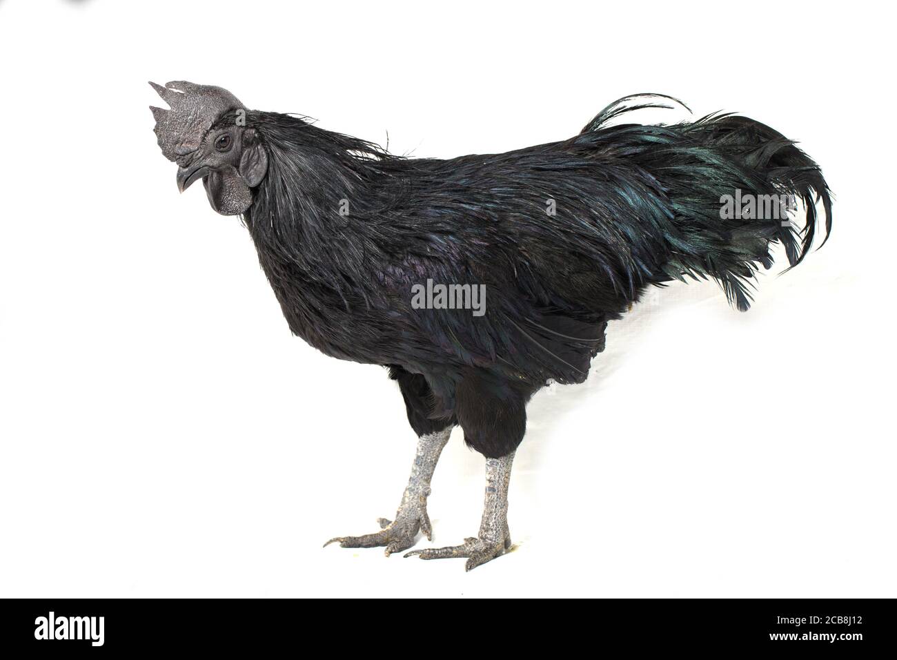 Black Rooster Ayam Cemani Chicken isolated on white background Stock ...