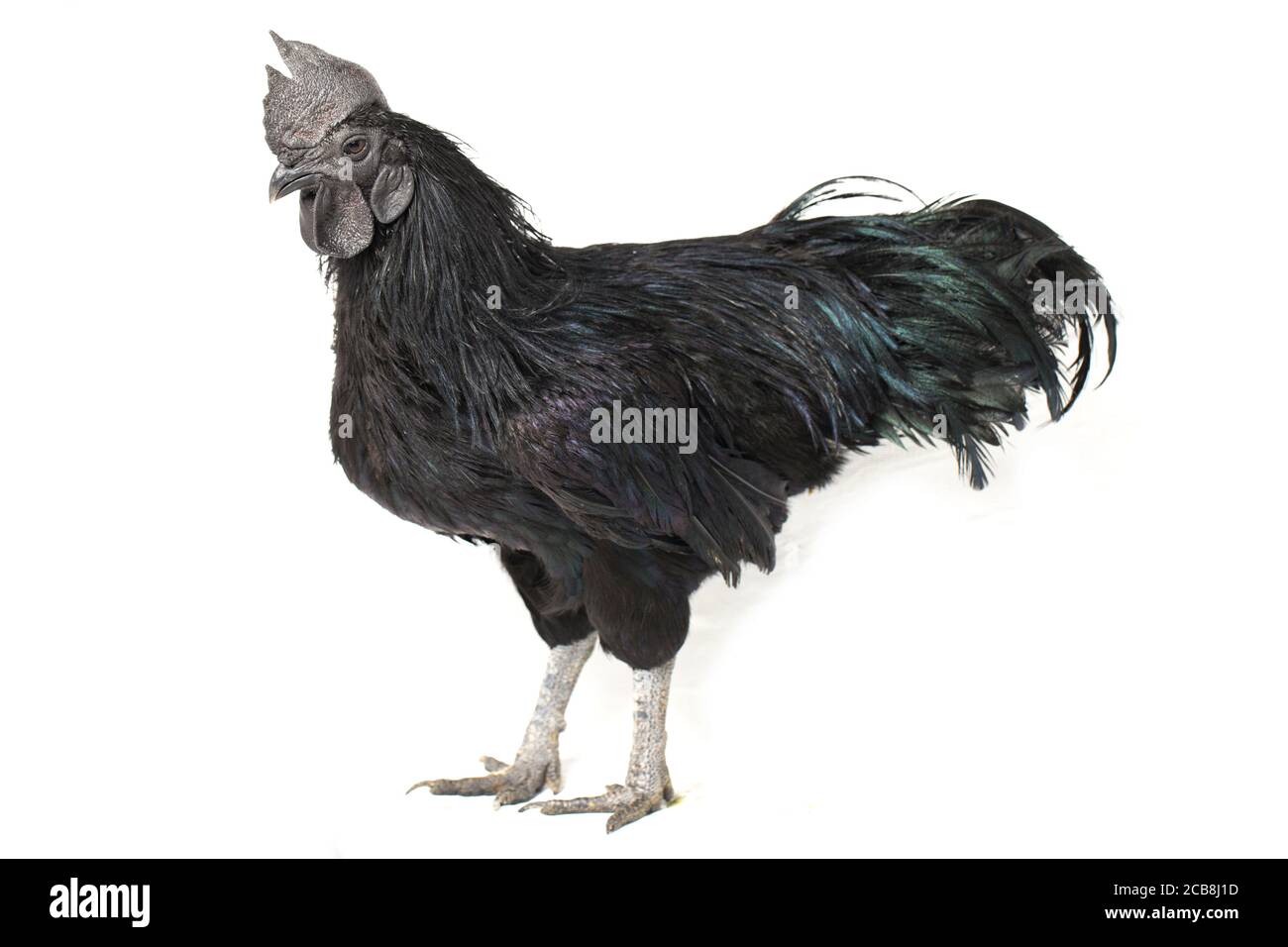 Black Rooster Ayam Cemani Chicken isolated on white background Stock ...