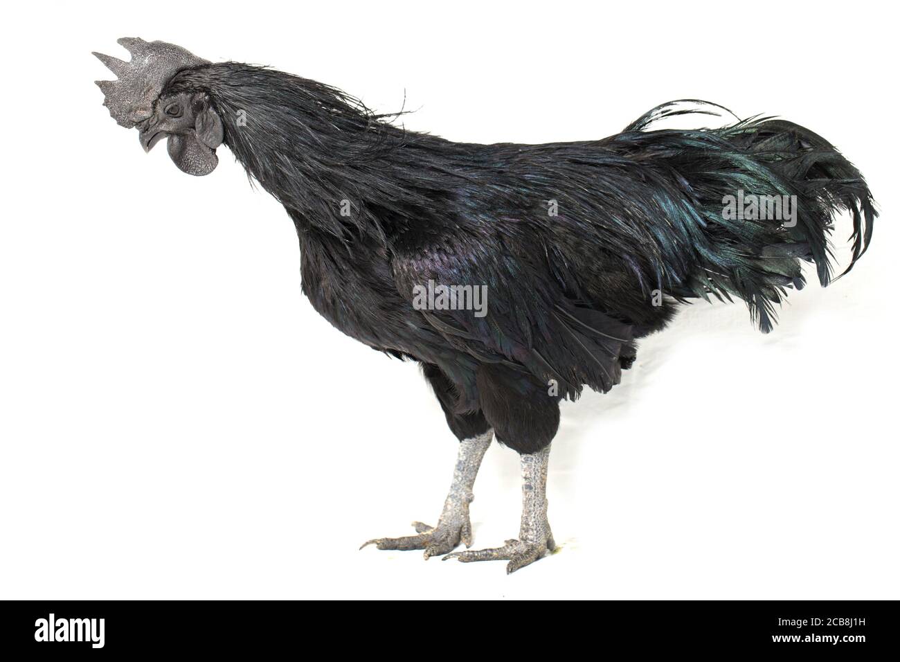 Black Rooster Ayam Cemani Chicken isolated on white background Stock ...