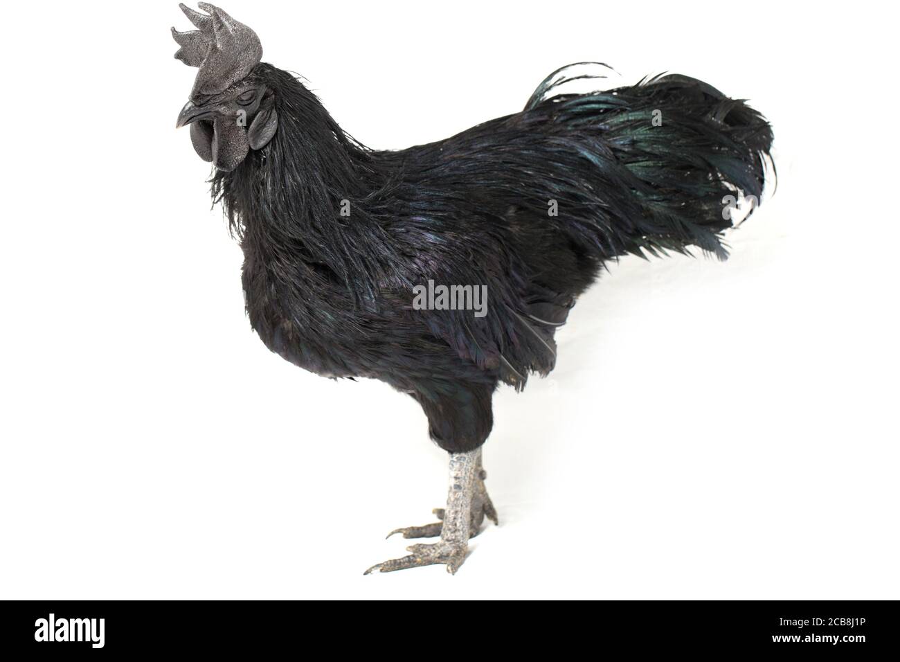 Black Rooster Ayam Cemani Chicken isolated on white background Stock ...