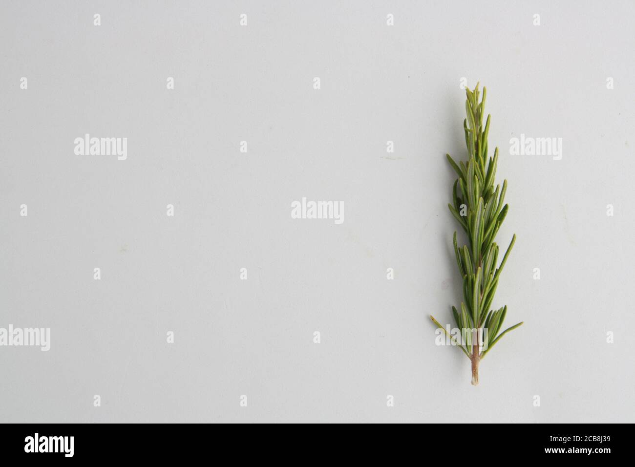 Rosemary branch isolated on a white background Stock Photo - Alamy