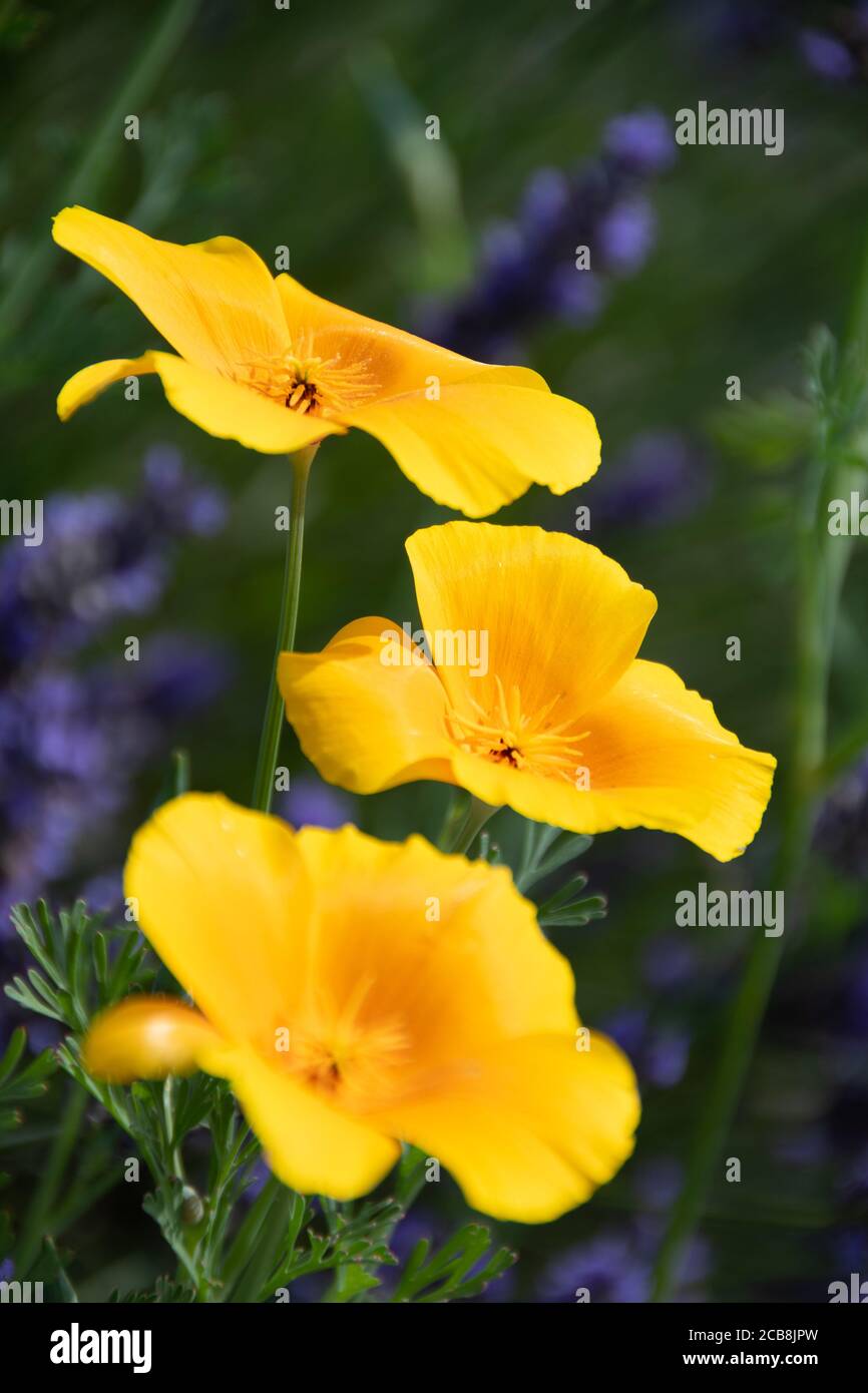 Lavender and poppies hi-res stock photography and images - Alamy