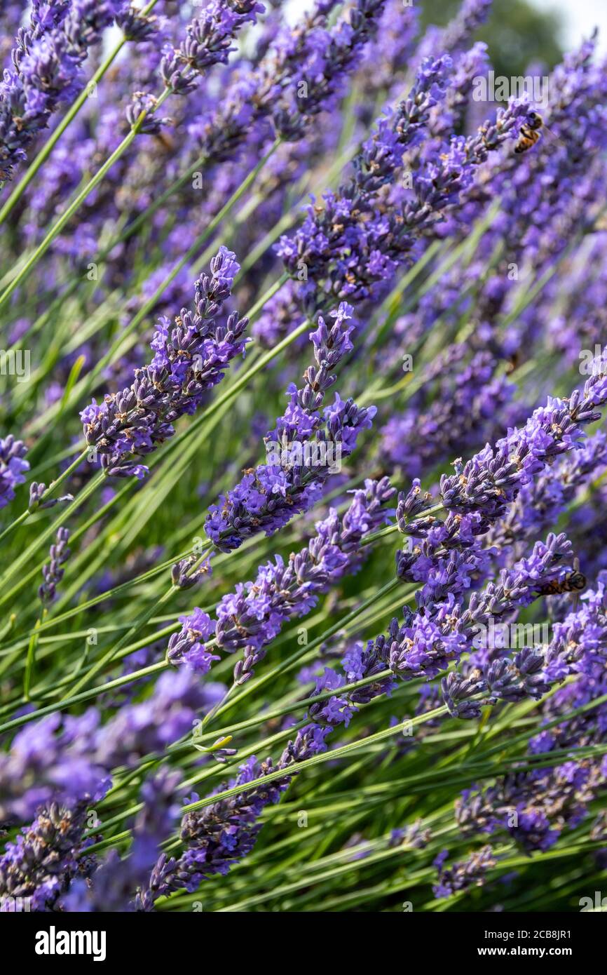 Lavender and poppies hi-res stock photography and images - Alamy
