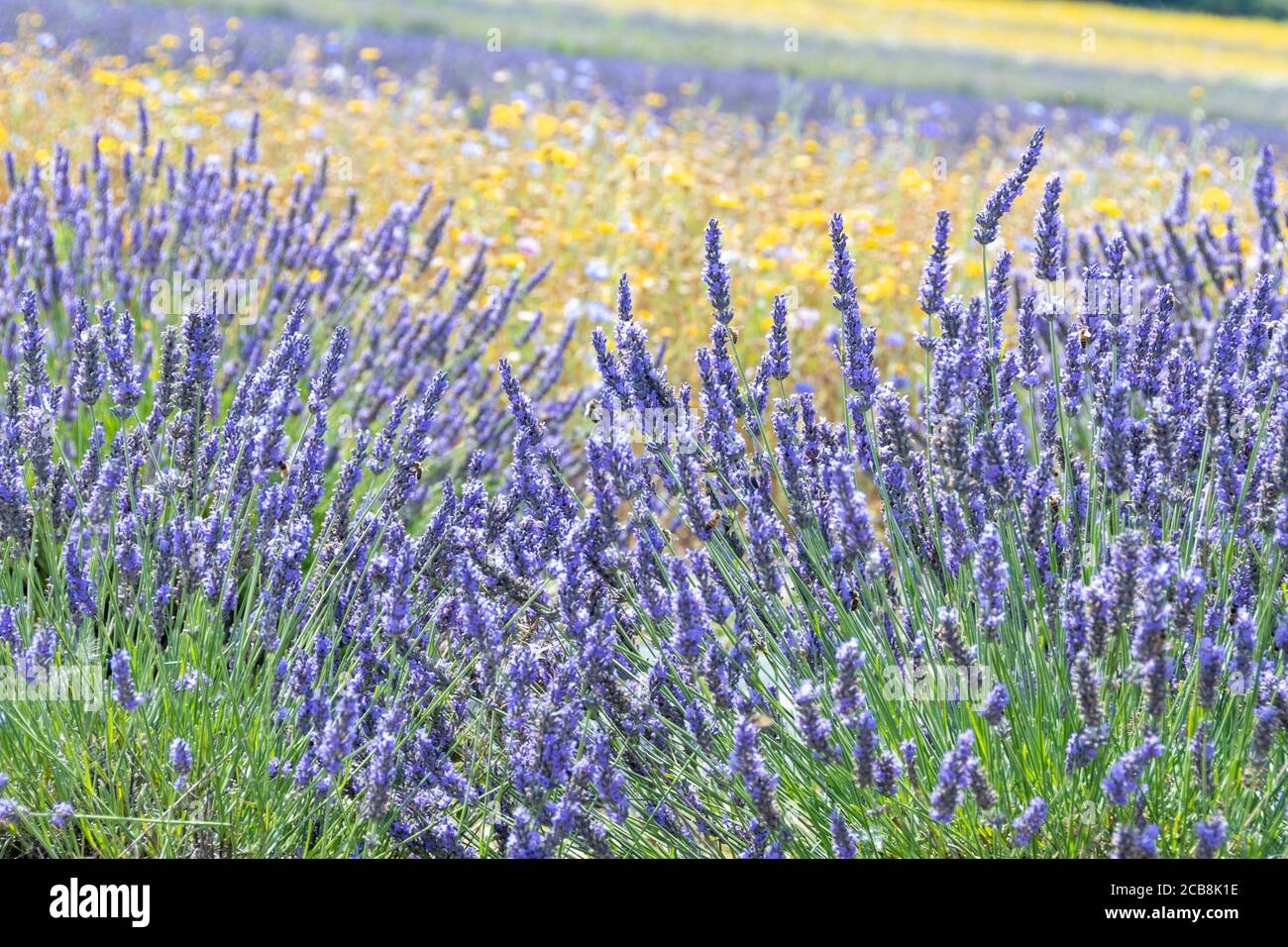 Lavender Fields At Hartley Park Farm High Resolution Stock Photography ...