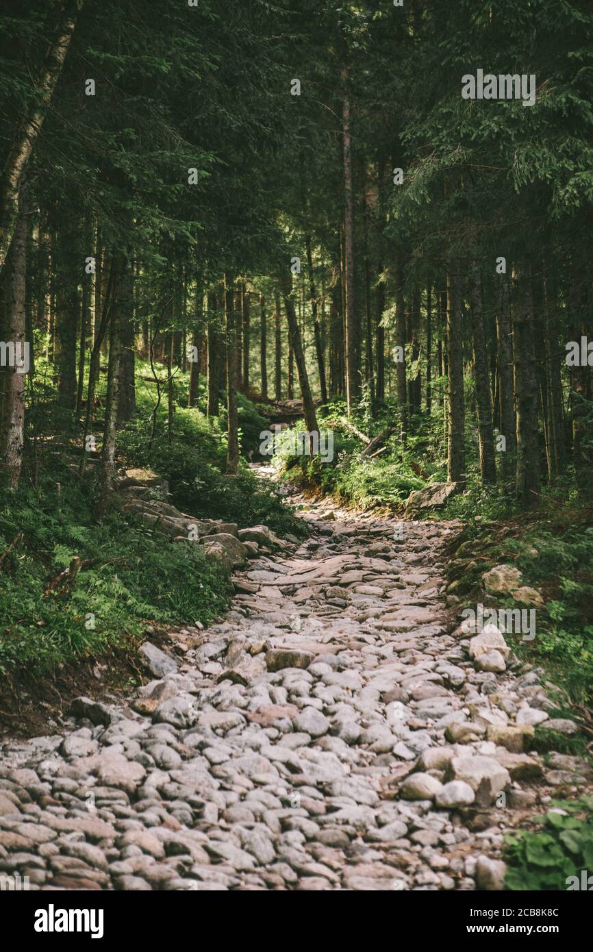 view of stone trail in deep forest Stock Photo - Alamy