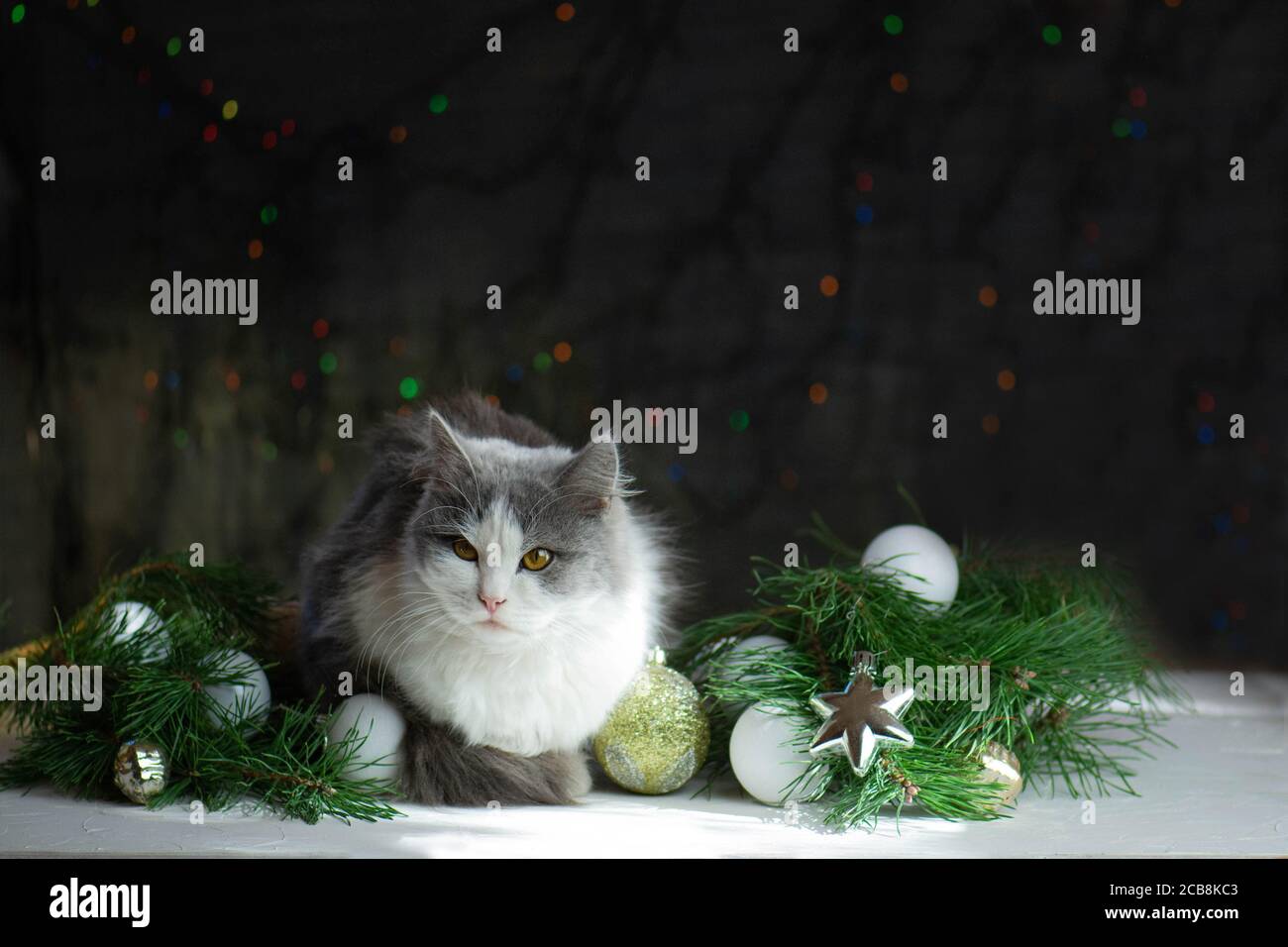 Cat sleeps with Christmas decorations. Sleep over Christmas. Sleeping ...