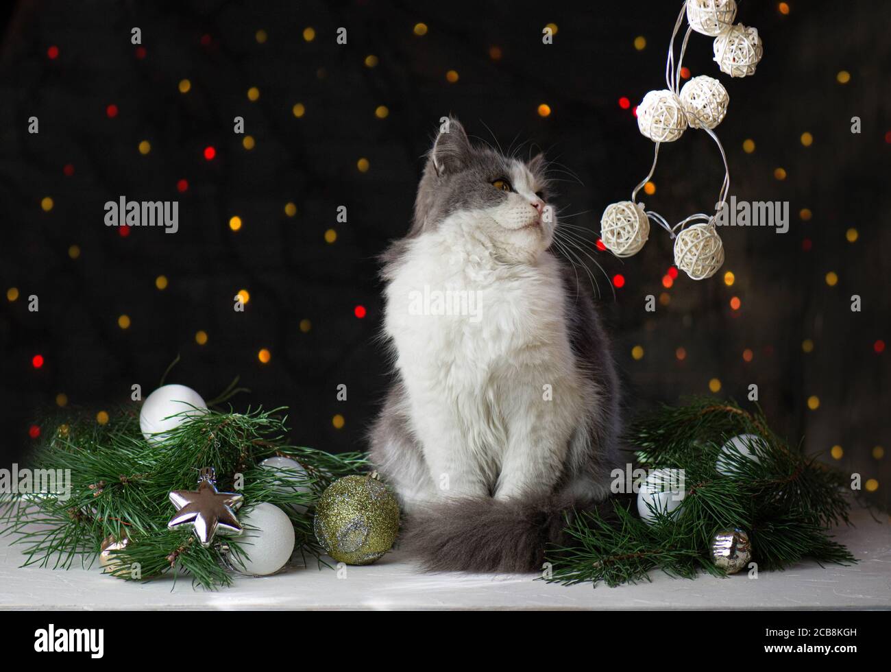 Cat play with christmas tree hi-res stock photography and images - Alamy