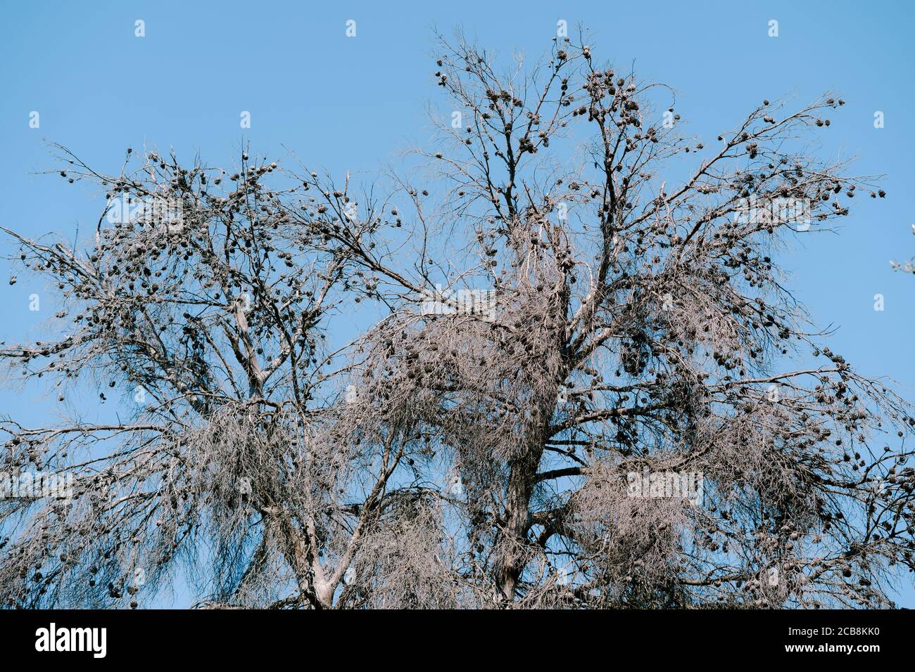 Dead tree struck by lightning hi-res stock photography and images - Alamy