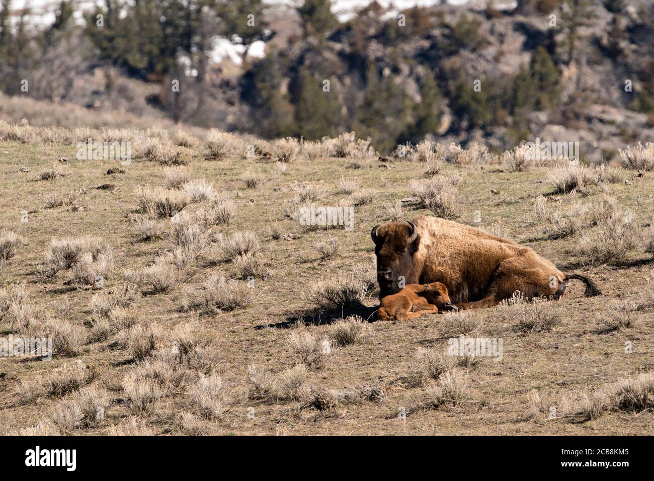 bison cow and calf Stock Photo - Alamy