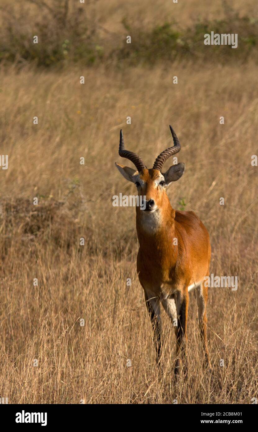 A Uganda Kob ram stays in his breeding territory known as a lek. These ...