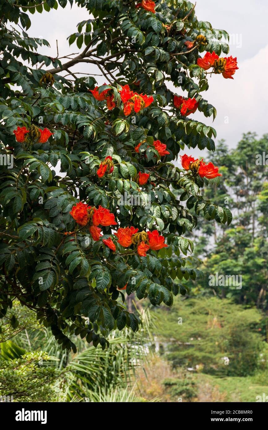 Orange fountain tree hi-res stock photography and images - Alamy