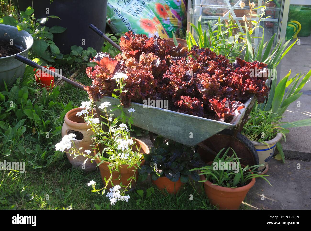 Lollo rosso, red lettuce being grown in a wheelbarrow on a London ...
