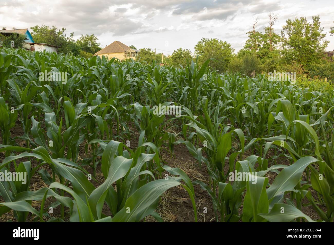 Corn field in the yard, in the process of growing Stock Photo - Alamy