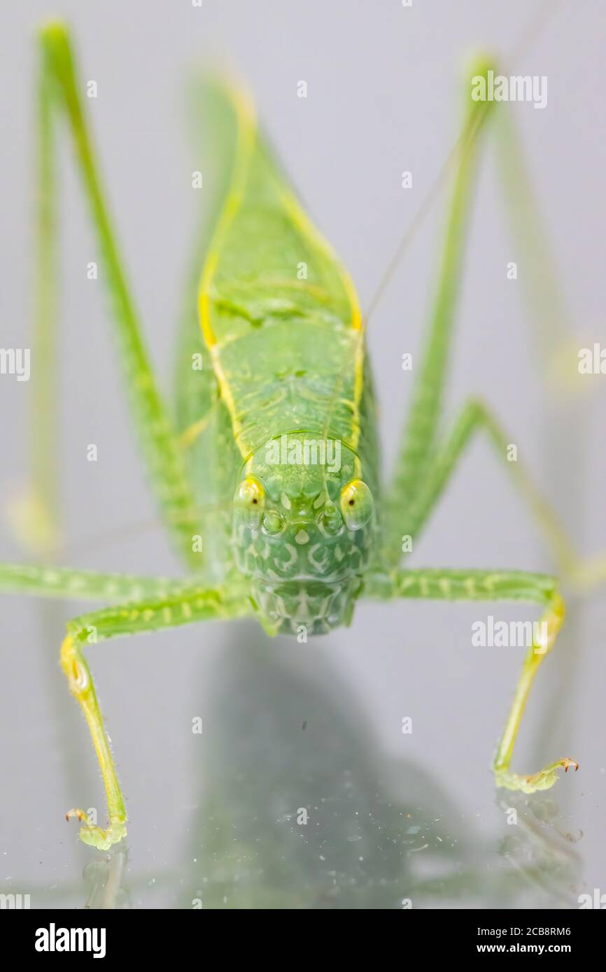 A Macro Shot Of A Katydid Also Known As A Leaf Bug Which Has A Leaf