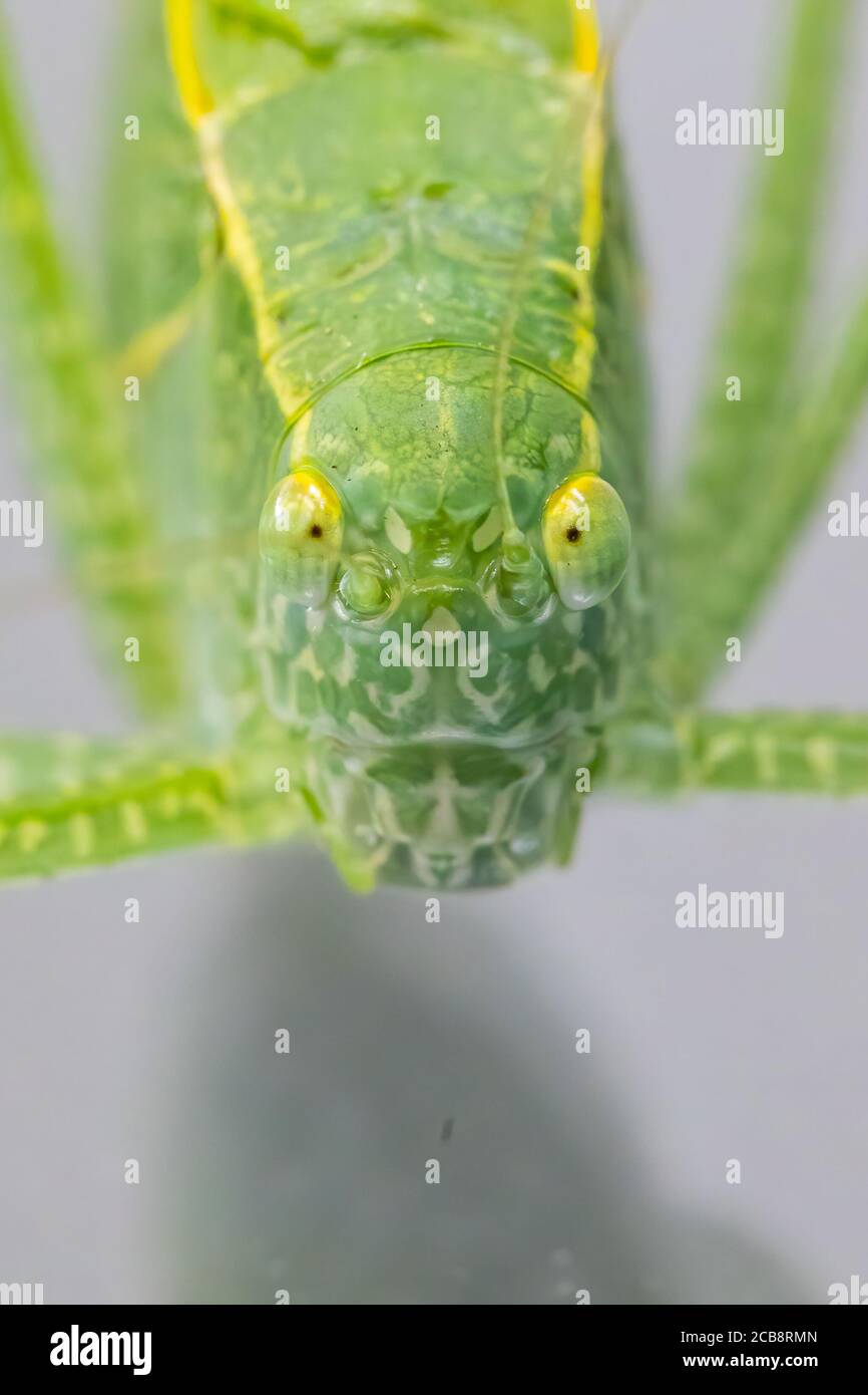 A macro shot of a Katydid, also known as a leaf bug, which has a leaf ...