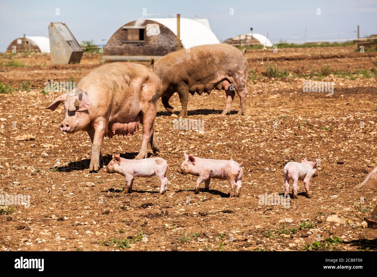 Free range pigs with piglets on a farm on the Chiltern hills at Ewelme ...