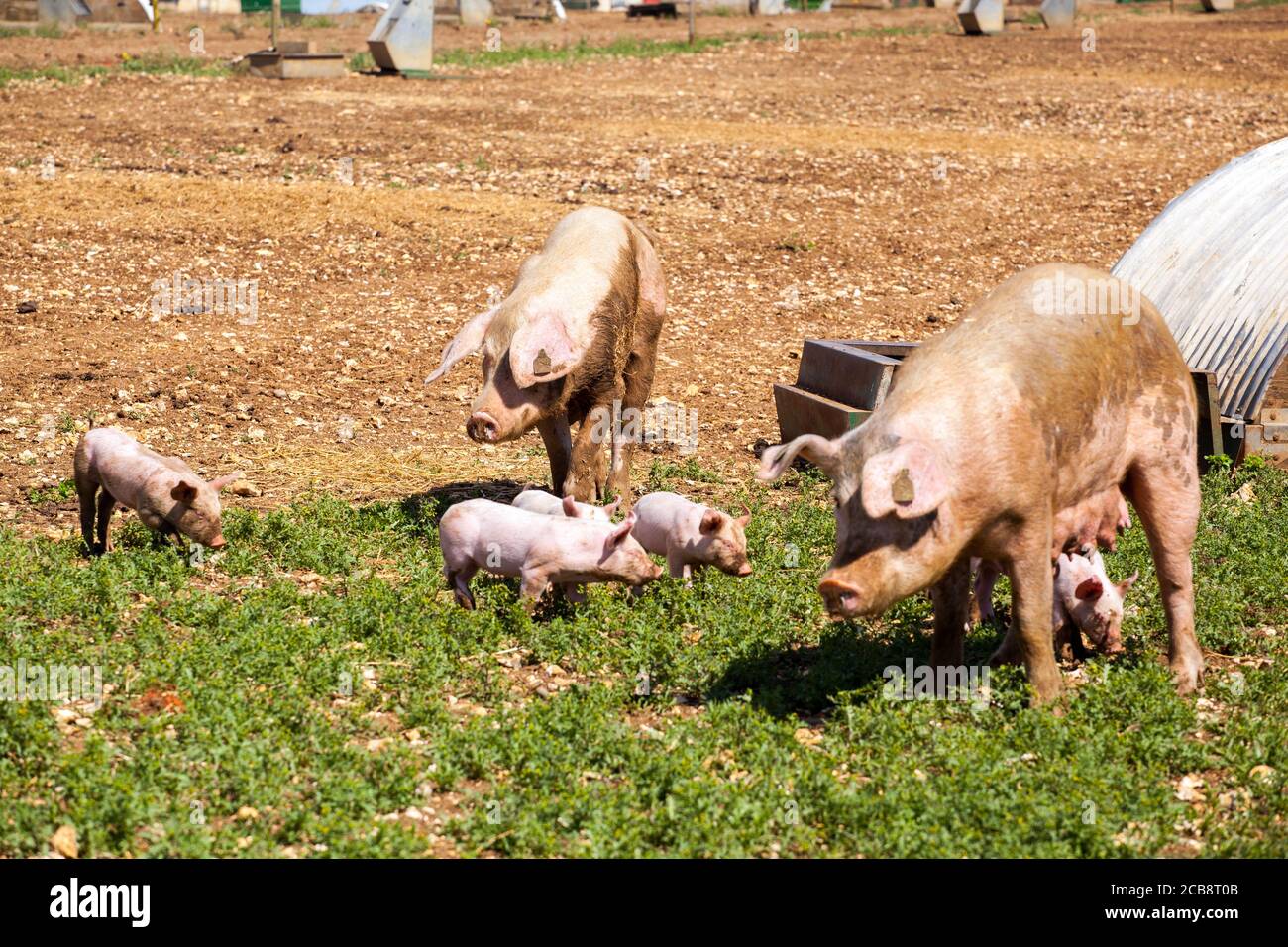 Free range pigs with piglets on a farm on the Chiltern hills at Ewelme ...