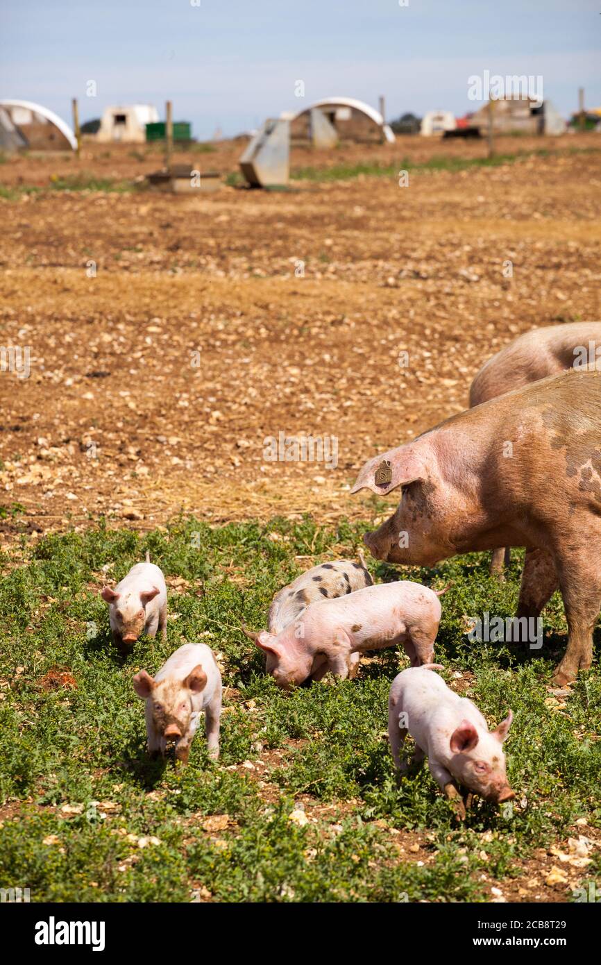 Free range pigs with piglets on a farm on the Chiltern hills at Ewelme ...