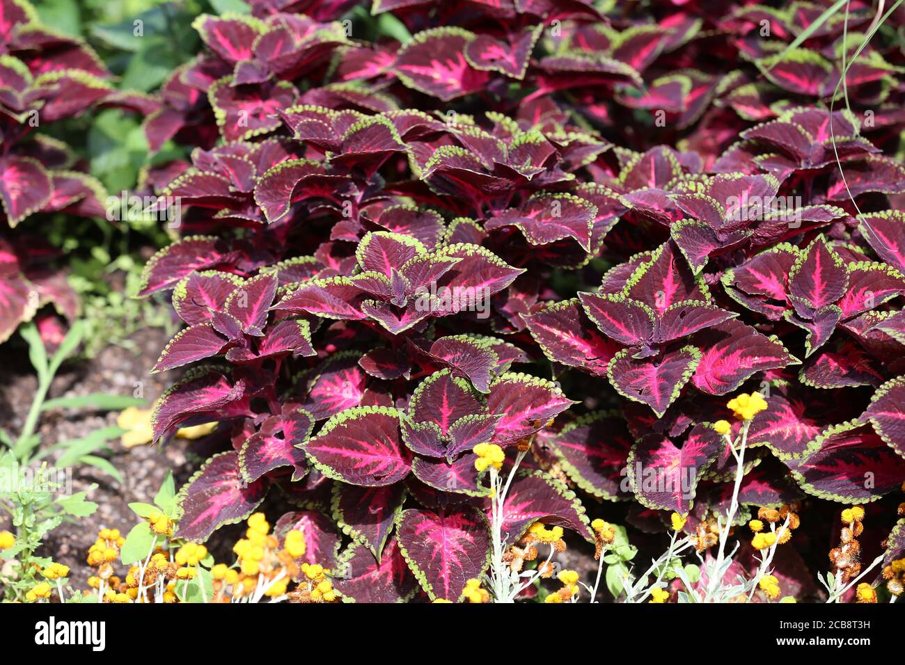 Red Coleus Perennial