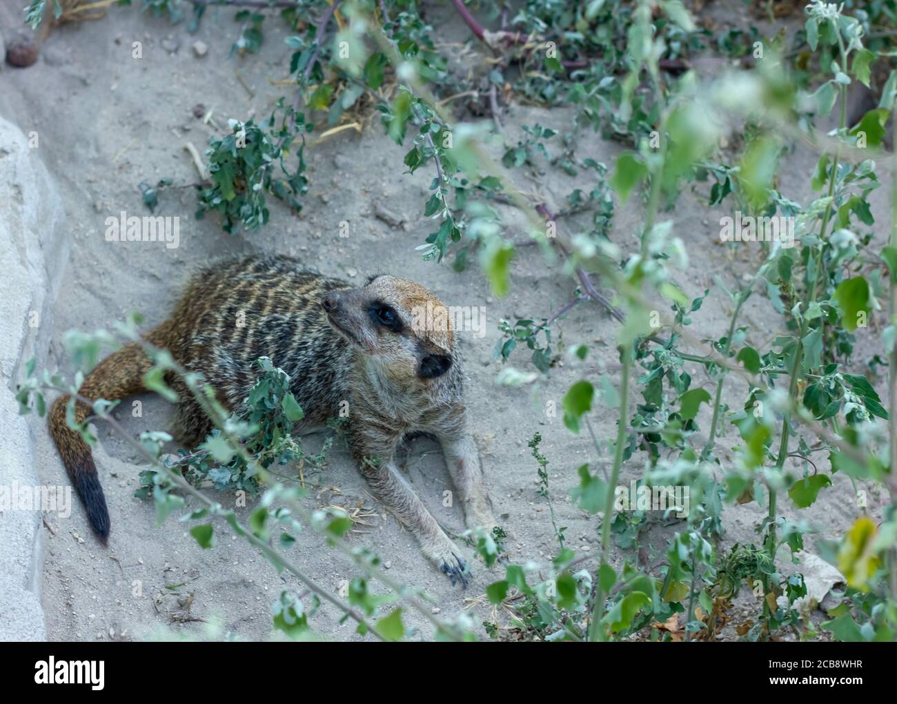 Skunk family hi-res stock photography and images - Alamy