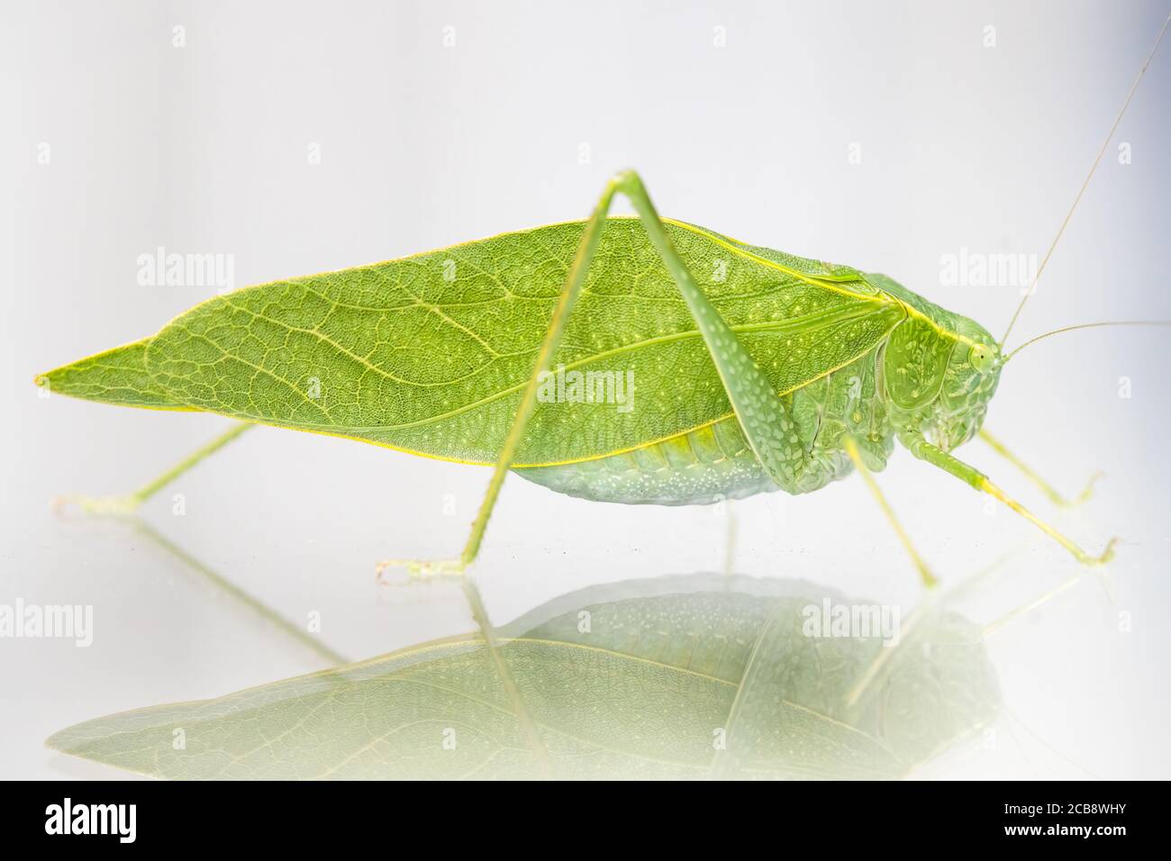 Katydid grasshopper hi-res stock photography and images - Alamy