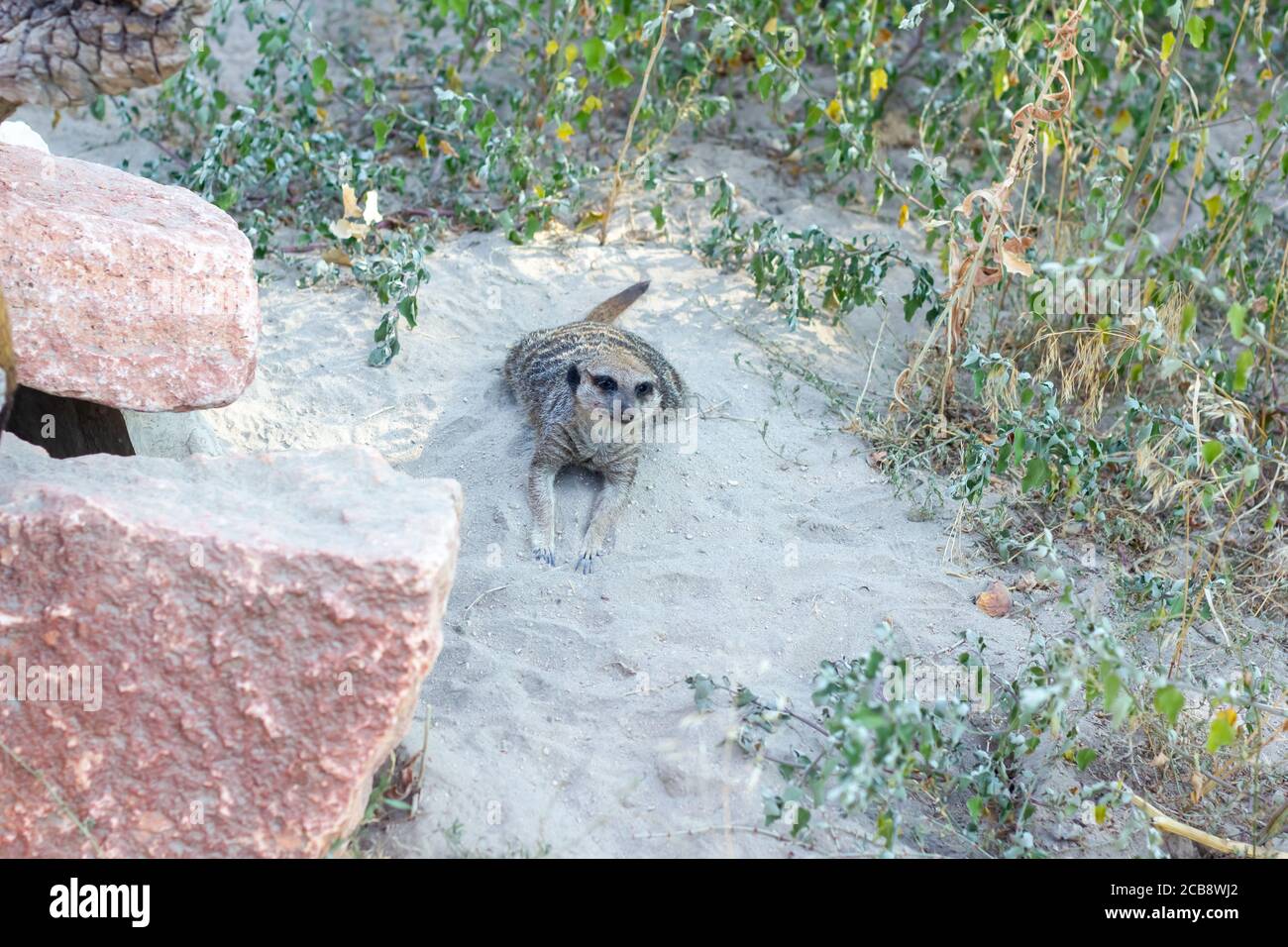 the little skunk standing on the ground, skunk in the zoo Stock Photo ...
