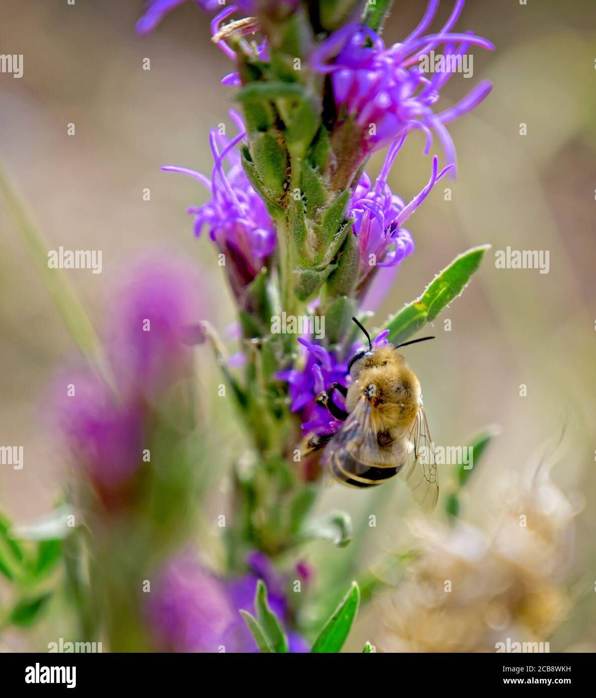 A photo I took at Homestead Ranch Park in Elbert, Colorado Stock Photo ...