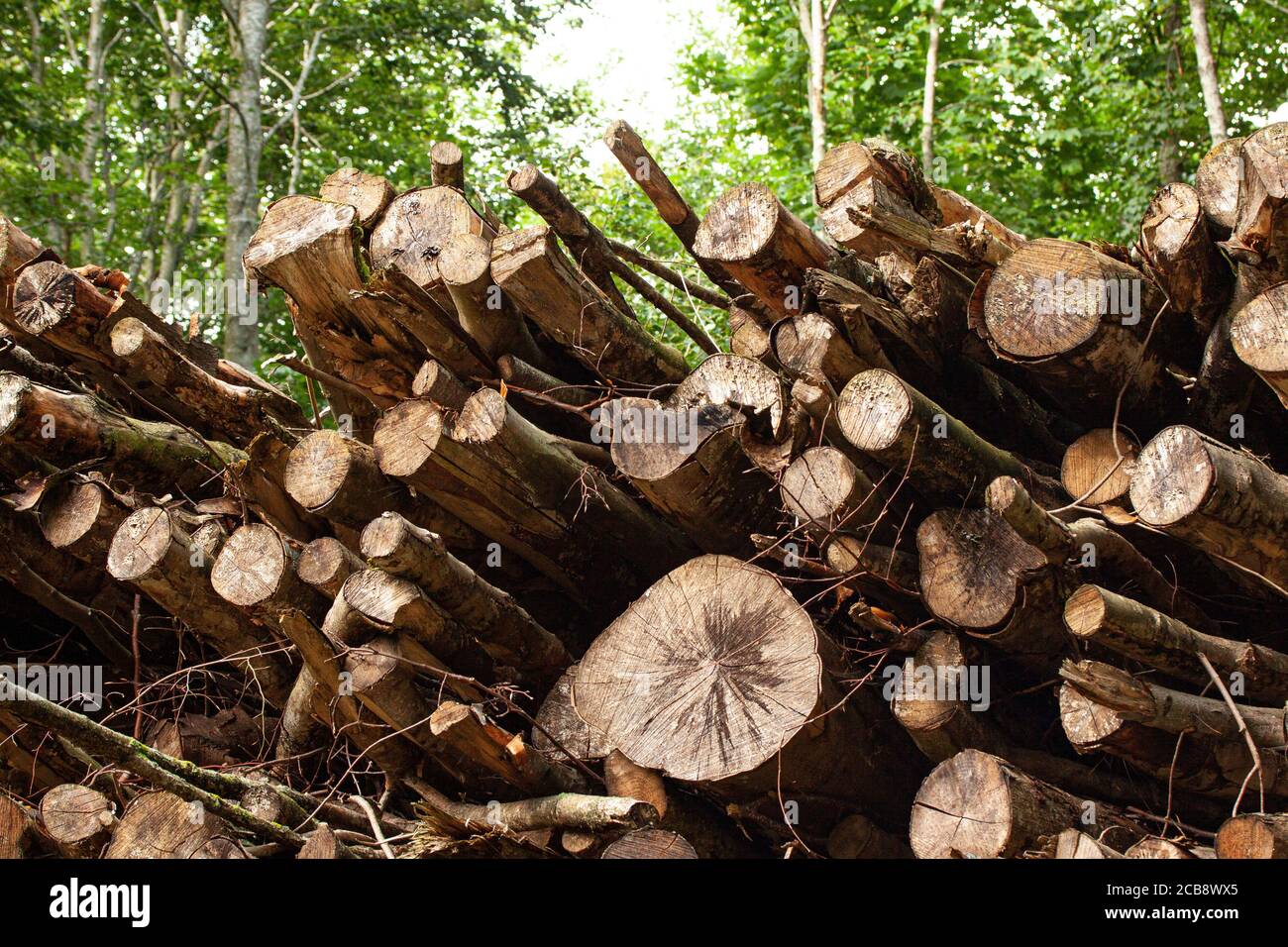 Stacked rough timber and wooden logs lie in the forest. Low angle ...