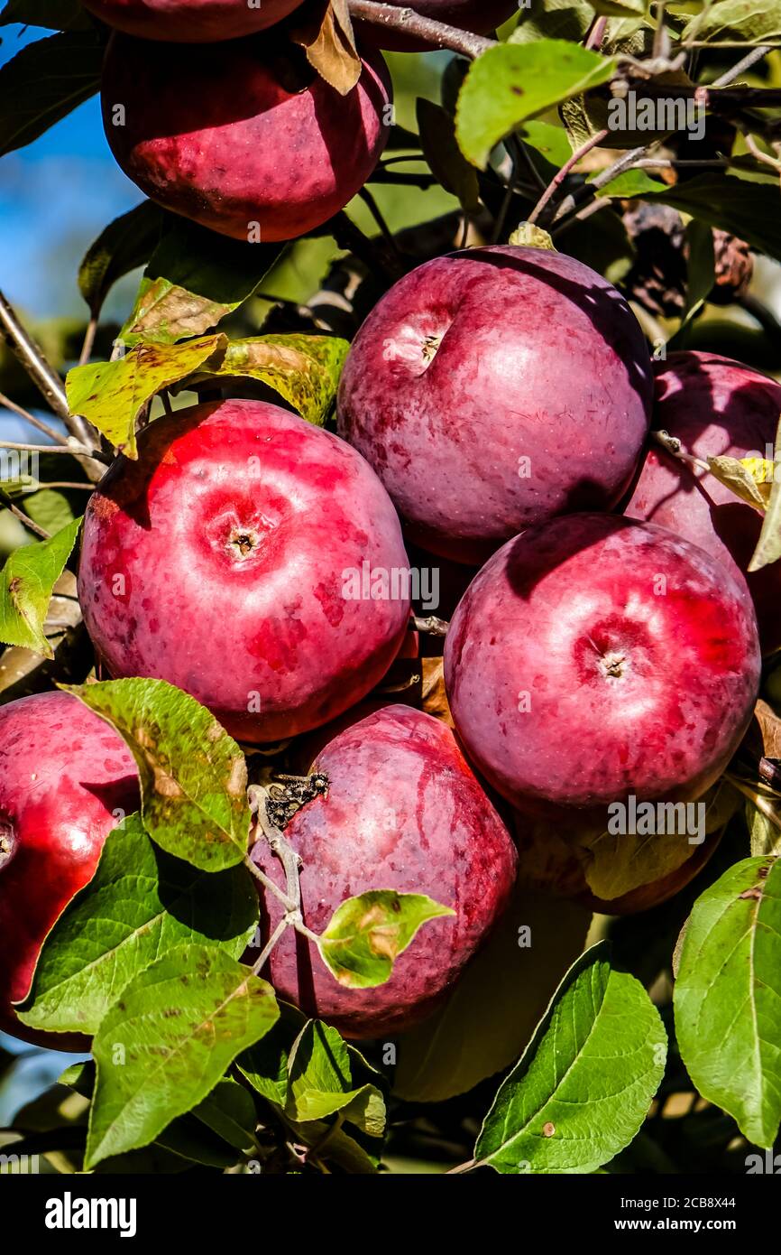 Ripe red Ida apples bunched together on a orchard tree in USA in ...