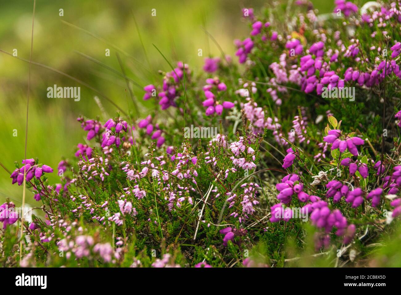 Scottish heather in full bloom, making for a nice, blurred natural ...