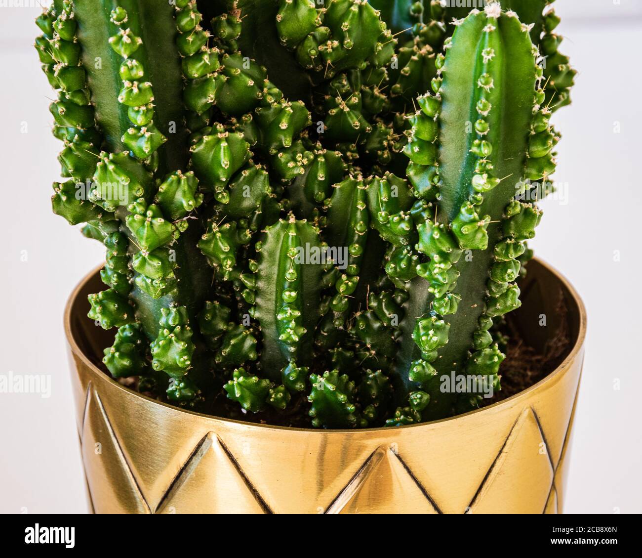 Cereus peruvianus hi-res stock photography and images - Alamy
