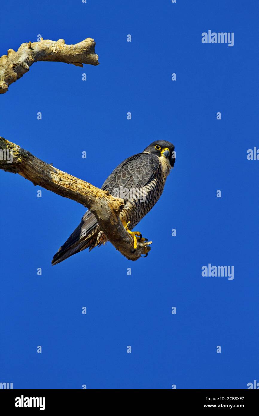 Perched, watchful peregrine falcon on left side of vertical frame with ...