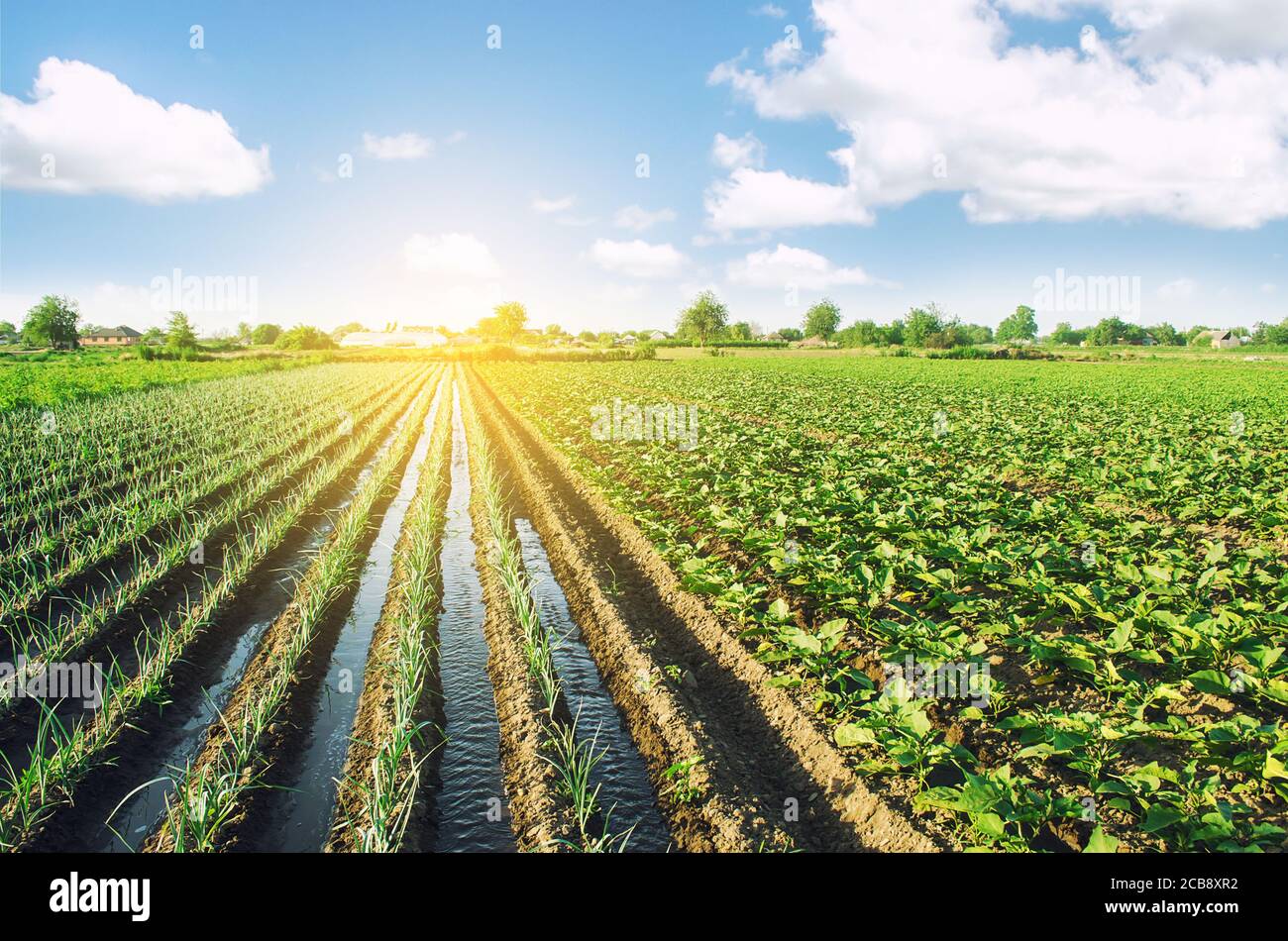 Plantation Cultivation