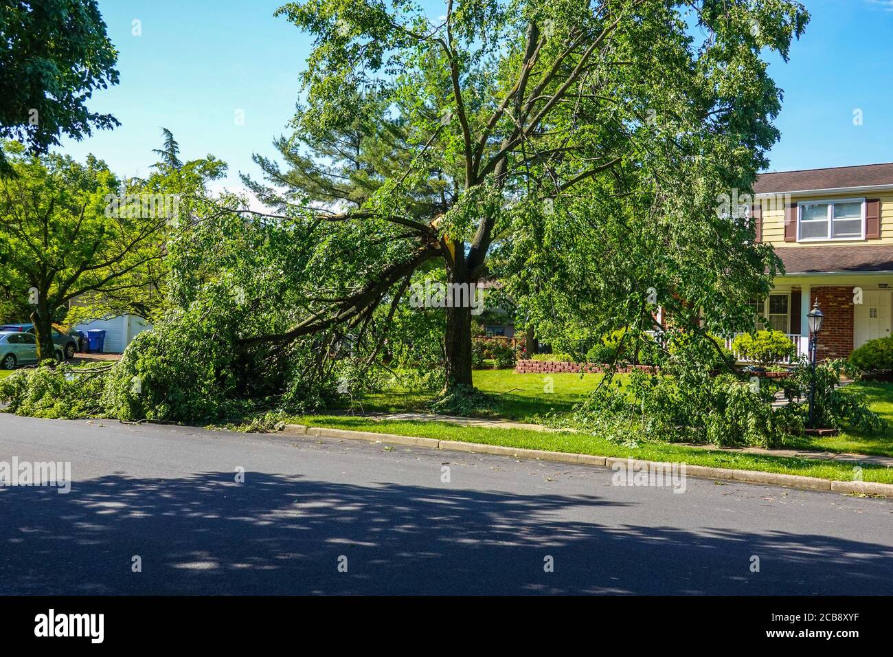 Broken tree limb hi-res stock photography and images - Alamy