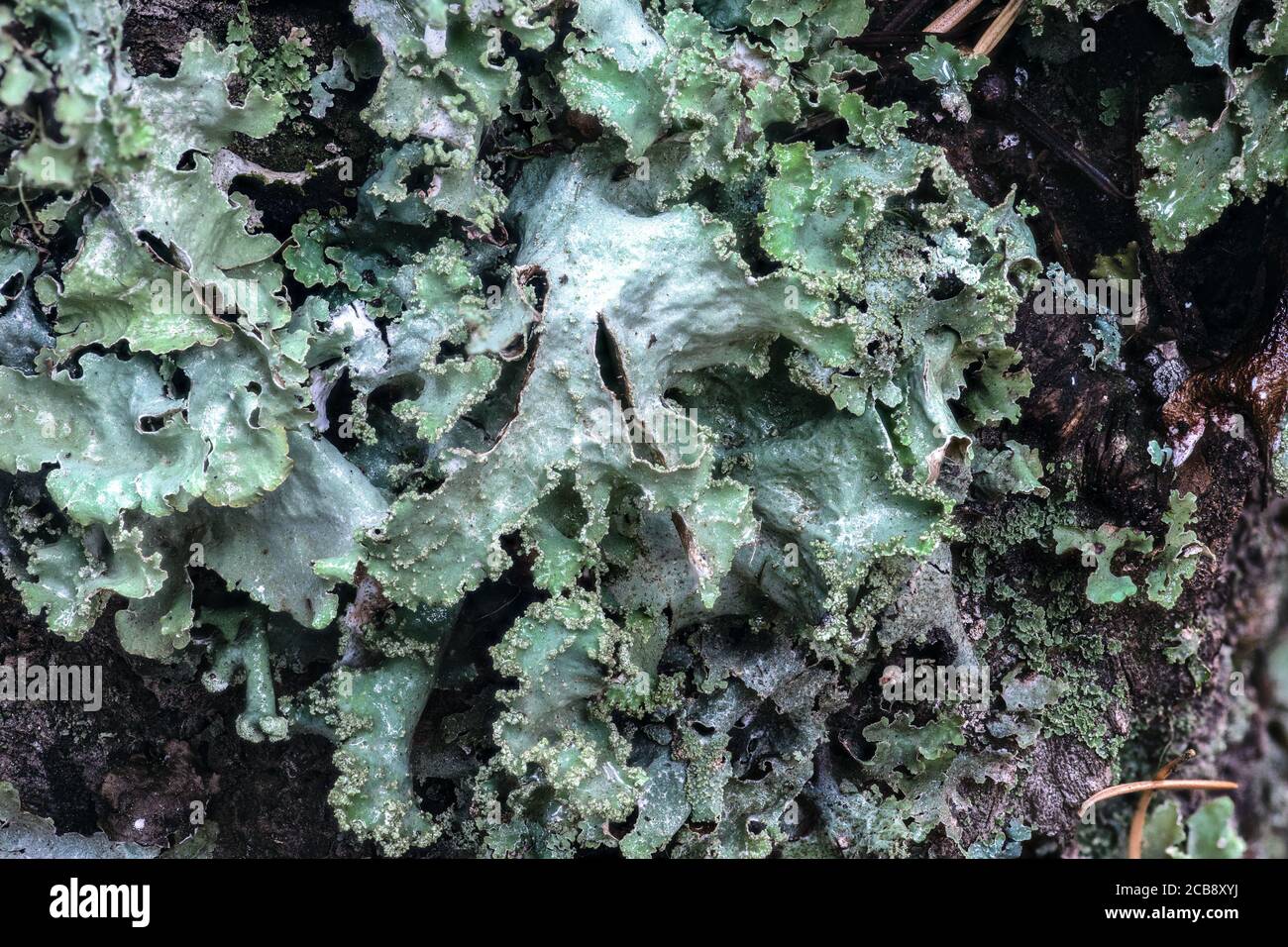 Mycelium fungi pattern hi-res stock photography and images - Alamy