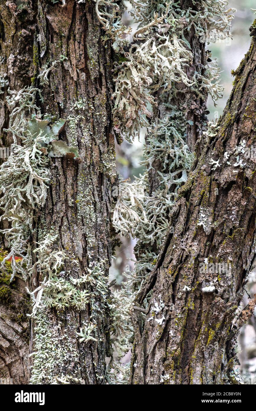 Cartilage lichen hi-res stock photography and images - Alamy