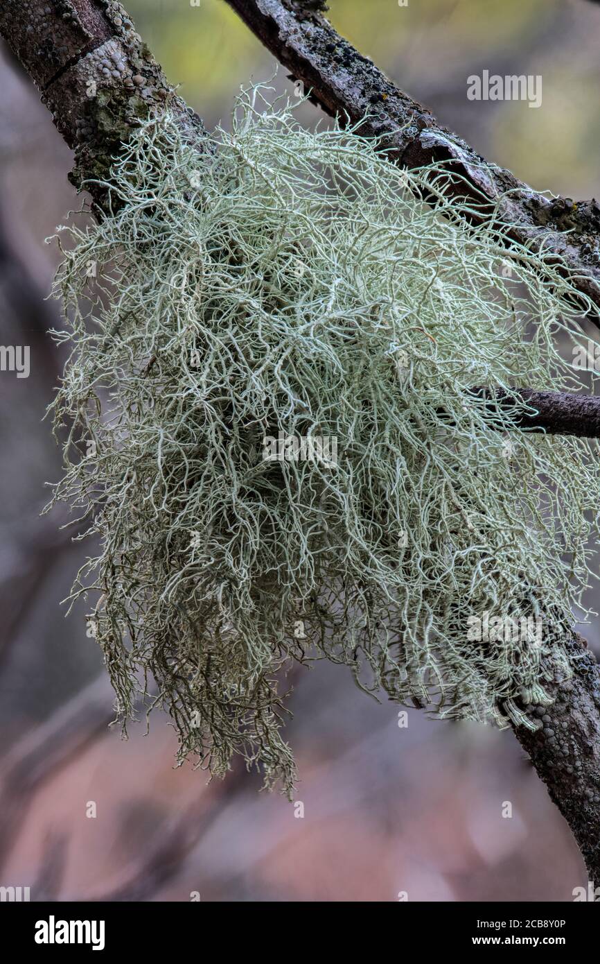 Fishbone Beard Lichen (Usnea filipendula Stock Photo - Alamy