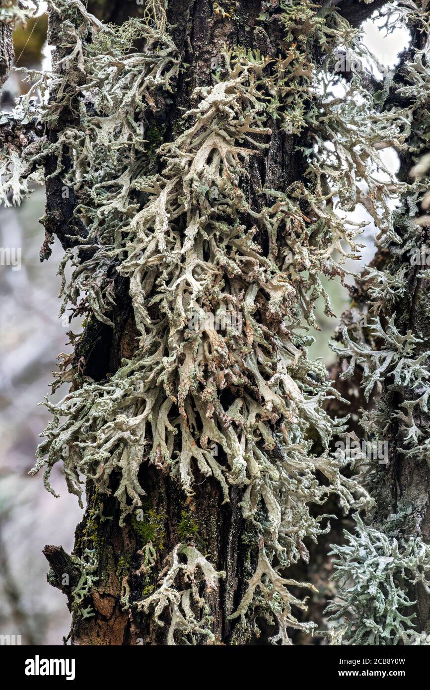Cartilage lichen hi-res stock photography and images - Alamy