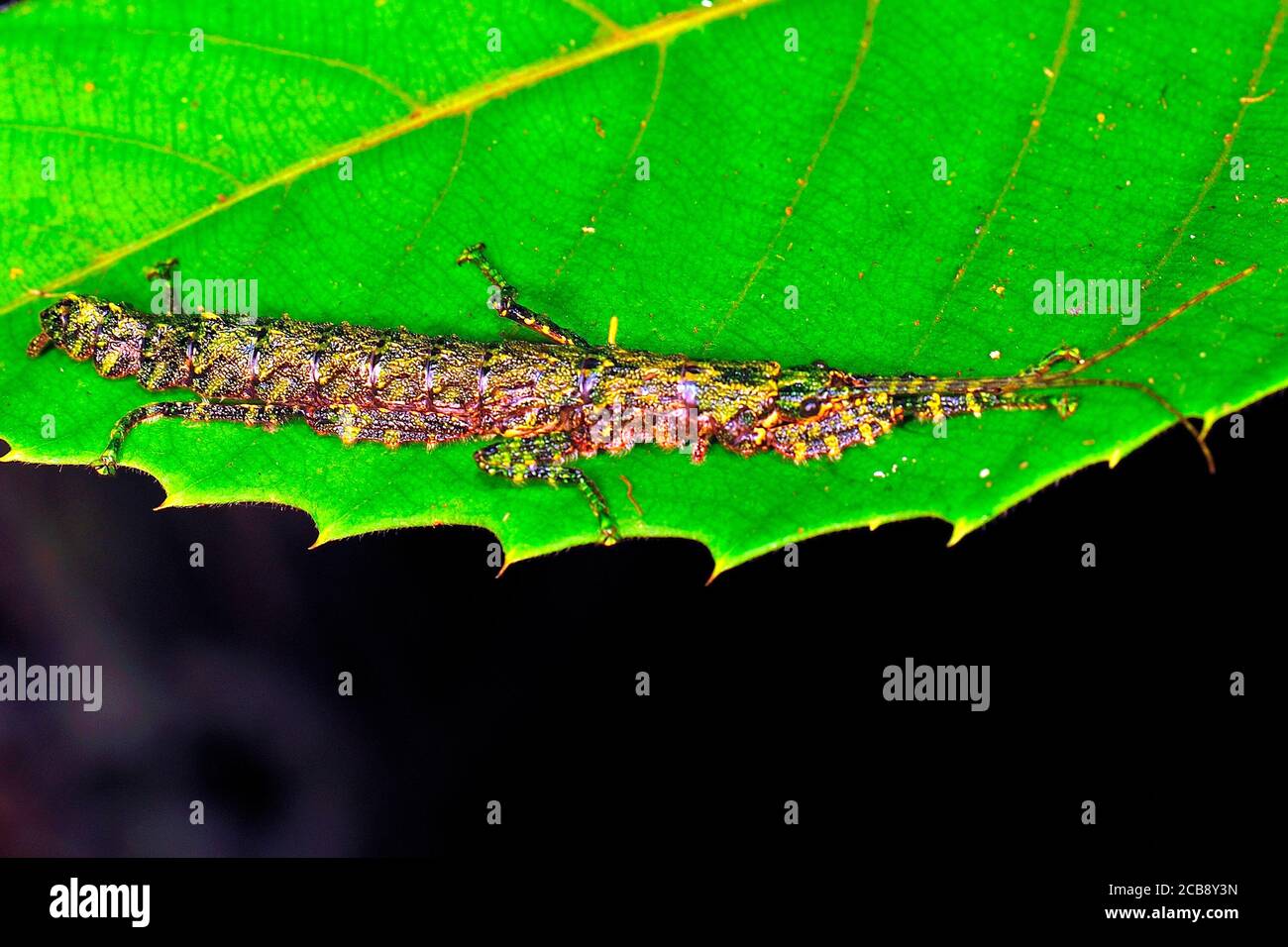 Borneo Rainforest Insect High Resolution Stock Photography and Images ...