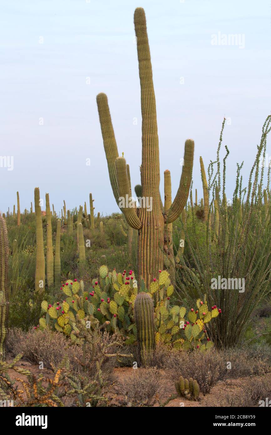 Tall cactus plants sonoran desert hi-res stock photography and images ...