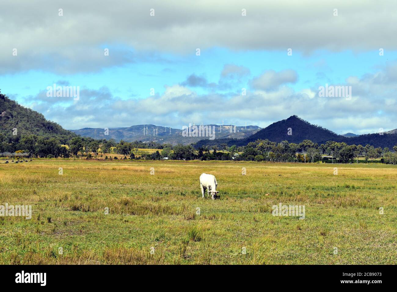 A lonely cow grazing in a paddock in Outback Far North Queensland with ...